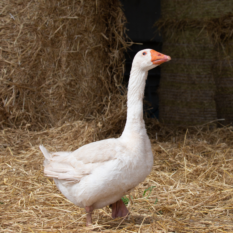 Animal Adoptions – Goodheart Animal Sanctuaries