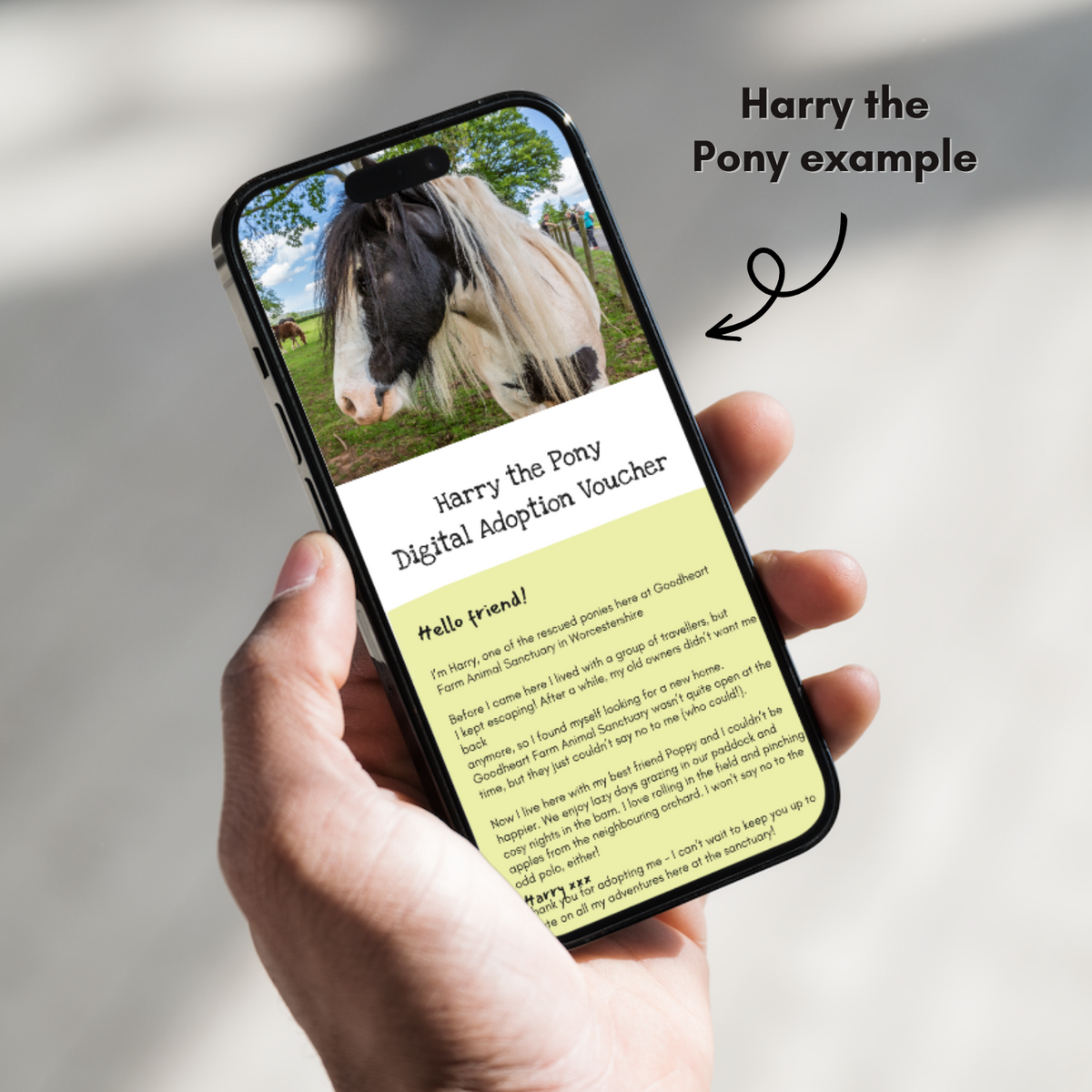 Duncan the Cow Digital Adoption Pack – Goodheart Animal Sanctuaries